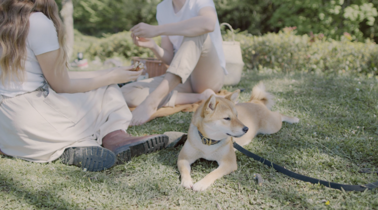 PetCann | PetCann – CBD for Pets